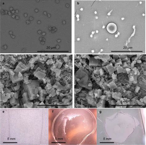 Platelet Adhesion Test Sem Micrographs Of Samples After 20 Min Download Scientific Diagram