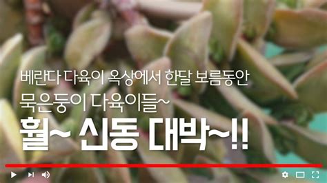 푸르뎅뎅 웃자란 다육이 옥상에서 한달 보름동안 얼마나 달라졌을까요 신동키우기자구대박 다육이키우기 웃자란다육이관리