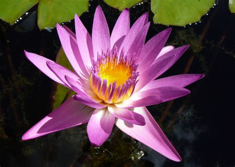 Nymphaea Ruby Féérie Végétale