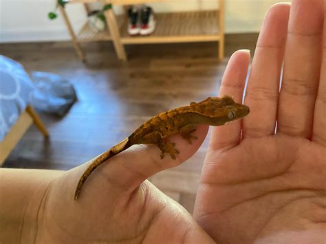 Morph And Possibly Sex Rcrestedgecko