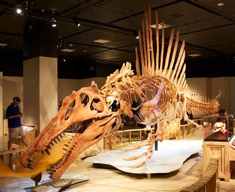Esqueleto De Spinosaurus 612x408