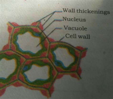 Draw A Diagram Of Transverse Section Of Collenchyma Tissue And Label Any Five Parts？