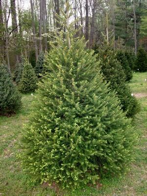 Delaware Christmas Tree Growers Association Firs Spruces And Pines