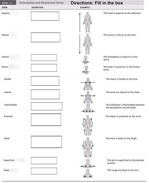 orientation and directional terms diagram quizlet