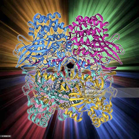 Human Catalase Molecular Model High Res Vector Graphic Getty Images