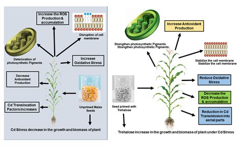 Seed Priming By Trehalose Improves Tolerance Of Maize Seedlings By Improving The Growth And
