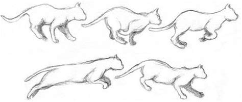 How To Draw A Cat Running