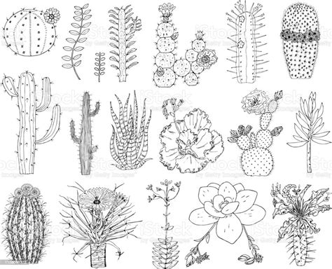 가정용 선인장 식물과 꽃 아늑한 귀여운 요소 집합입니다 Prickles와 이국적인 또는 열 대 다 육 식물의 컬렉션입니다 새겨진 손으로 오래 된 스케치와 빈티지 낙서