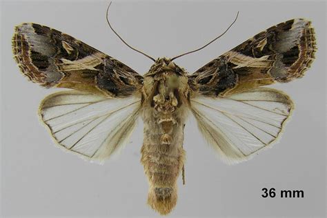 Spodoptera Litura Lepiwiki