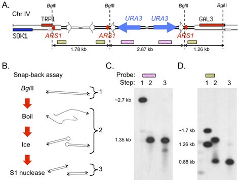 The Inverted Dimeric Plasmid Integration Preserves Both Palindromic