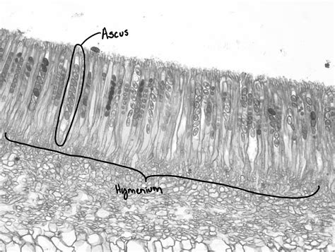 Peziza Ascocarp Labeled
