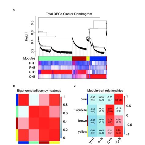 Weighted Correlation Network Analysis Wgcna Of Degs A Hierarchical Download Scientific