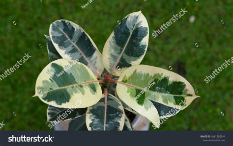 Variegated Ficus Elastica Varieties Variegata Robusta库存照片1931356541