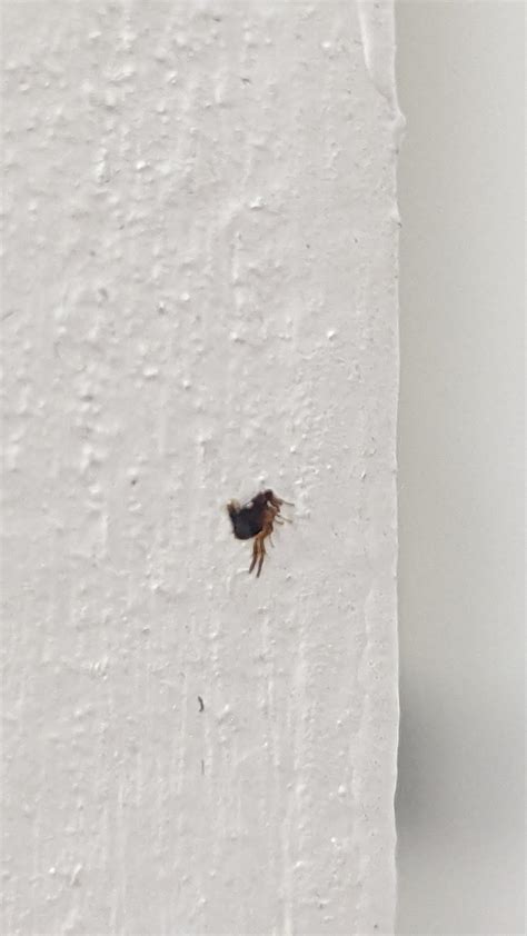 Hey My Mum Found This In The Shower And Dad Contained And Released It I Managed To Get A Few