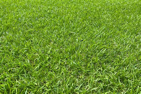 Sod Installation Braselton Landscape Flowery Branch Braselton