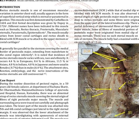 Figure Right Rectus Sternalis Muscle Jn Juglar Notch Sa Sternal