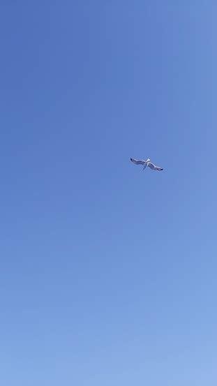 화창한 날에 맑고 푸른 하늘에서 높이 치솟는 아름다운 하얀 갈매기의 수직 샷 0명에 대한 스톡 사진 및 기타 이미지 0명 갈매기 깃털 Istock