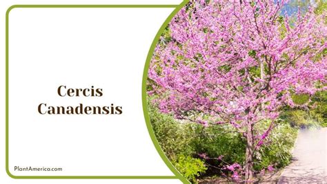 Native Texas Trees To Create A Charming Backyard Oasis Plant America