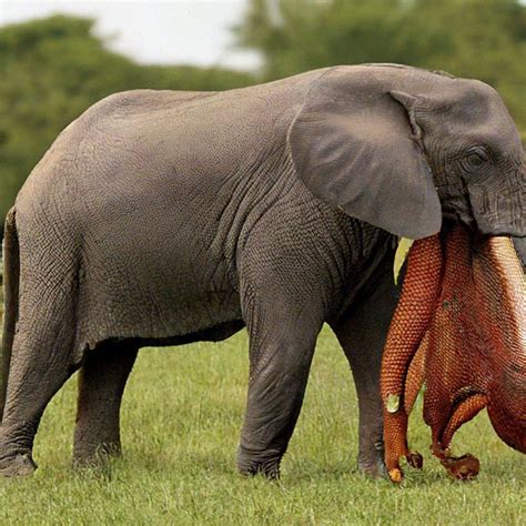 Snake Eats Elephant