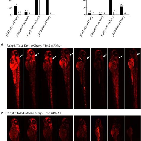 Comparison Of The Enhancer Trapping Efficiency Of Four Minimal Download Scientific Diagram