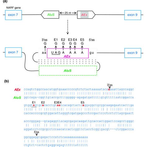 The Birth Of An Alu Exon Through Rna Editing Editing Prediction Was