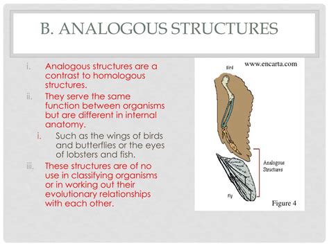Ppt Evolution Evidence Of Evolution Powerpoint Presentation Free
