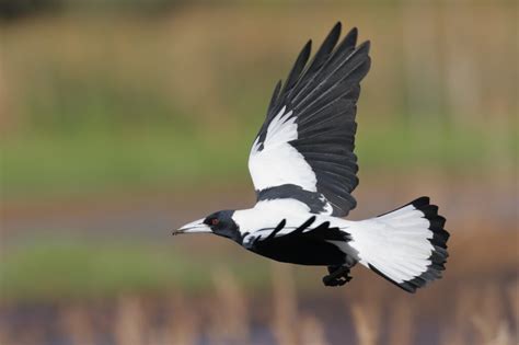 Australian Magpie • Rewild Perth