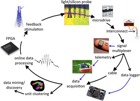 flow chart of large scale silicon probe recordings of unit and lfp