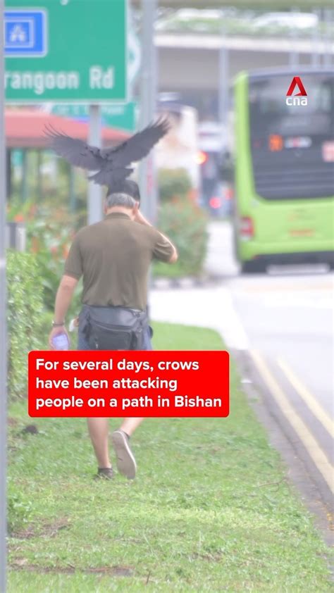 Crows Have Been Attacking People On A Path In Bishan For Several Days