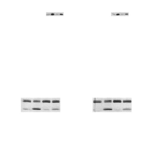 Udca Decreases Cytochrome C Release Devd Specific Caspase Activation Download Scientific