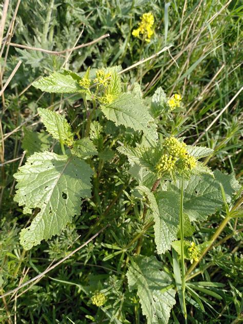 Charlock Cowbar Nature
