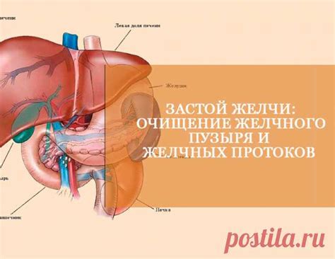 Застой желчи Очищение желчного пузыря и желчных протоков Здоровье