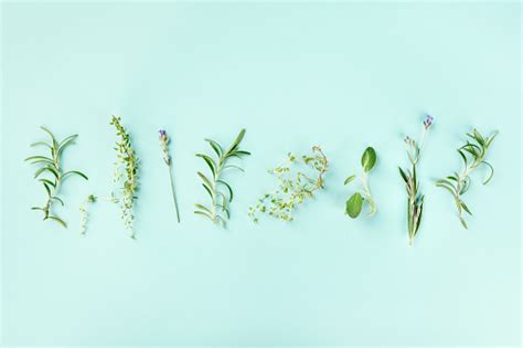 청록색 배경에 요리 향기로운 허브 로즈마리 백리향 라벤더 세이지 텍스트 장소와 함께 위에서 촬영 녹색에 대한 스톡 사진 및 기타 이미지 Istock