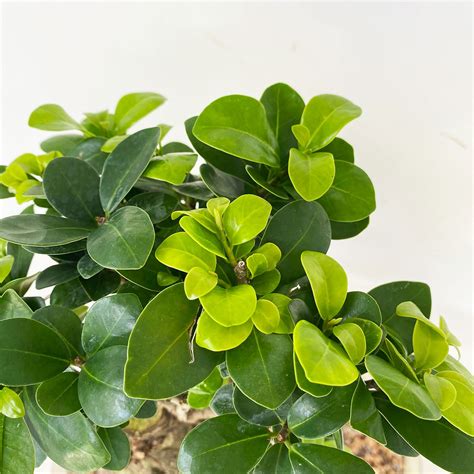 Gensing Ficus Bonsai Tree Bonsai Outlet Tweb821