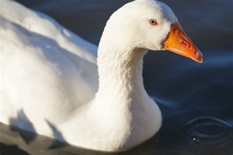 거위 새 부리 Pixabay의 무료 사진 Pixabay