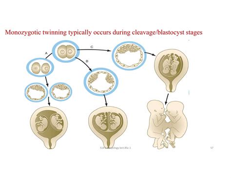 Embryology Week 1 To 4 Of Developmentpdf