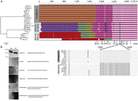 Phylogenetic Consensus Tree And Schematic Representation Of A Clustalw