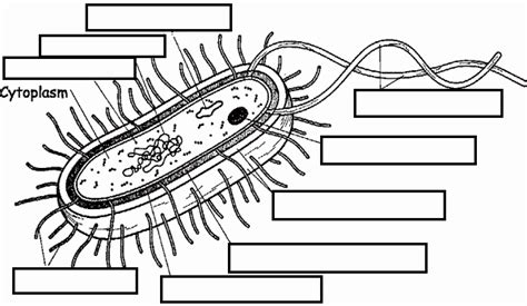 50 Prokaryotes Bacteria Worksheet Answers