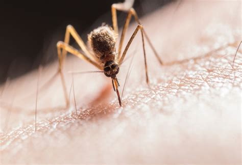 Understanding Malaria Symptoms Causes And Risk Factors