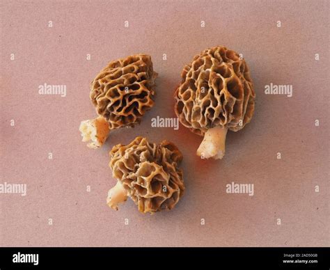 Common Morel Morel Yellow Morel True Morel Morel Mushroom Sponge