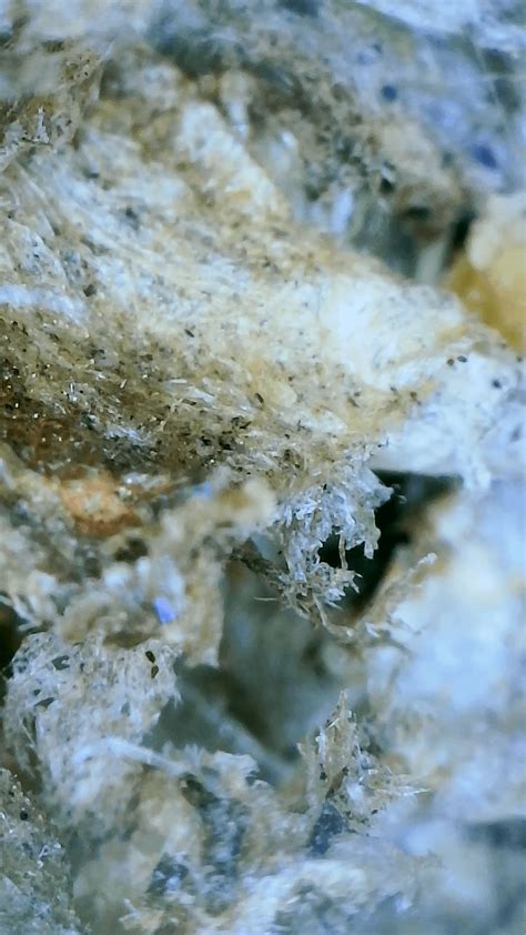 A Wasp Nest Under My Cheap Digital Microscope R Damnthatsinteresting