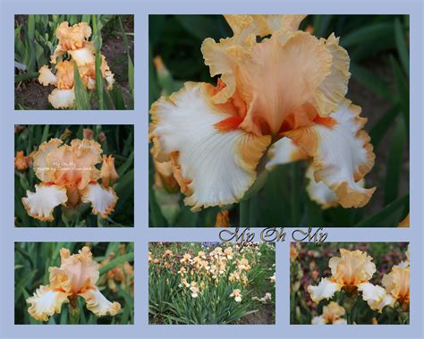 World Of Irises Tall Bearded Iris Super Achiever Award Part Three