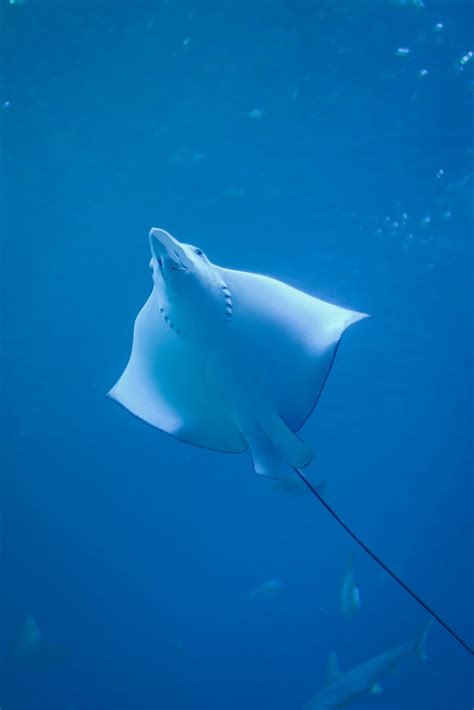 Stingray Under Water Photo Photo Free Blue Image On Unsplash