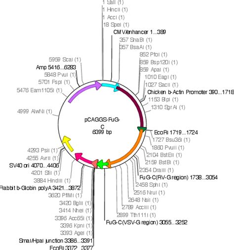 Addgene Pcaggs Fug C