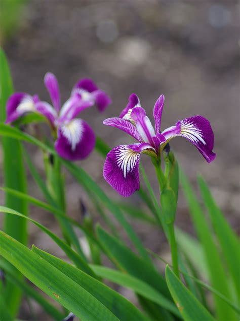 Iris Versicolor Kermesina Beth Chattos Plants And Gardens