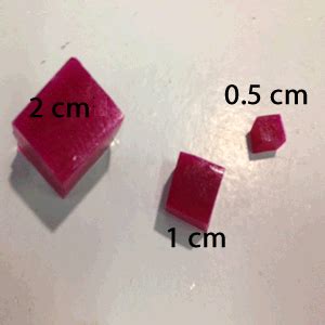 Biology Rate Of Diffusion Activity