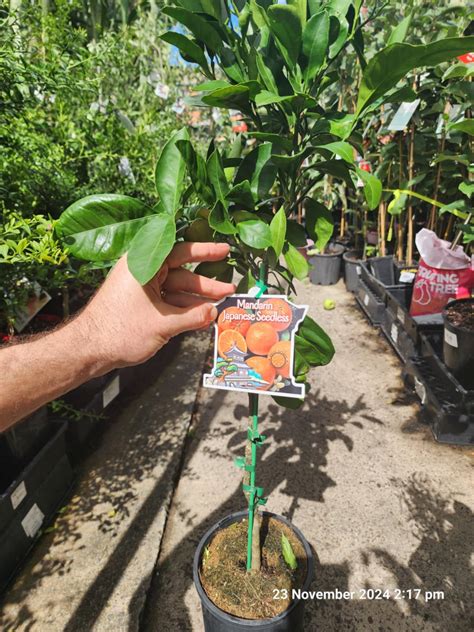 Japanese Seedless Mandarin Fruit Tree Buy Now Ladybird Nursery