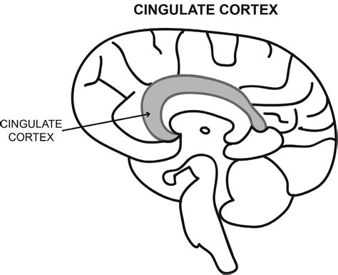 The Triune Brain Attachment And Adult Clinical Practice An Integrated Perspective On