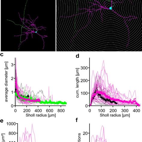 Sholl Analysis Of Reconstructed Inll Neurons A Reconstructed Example