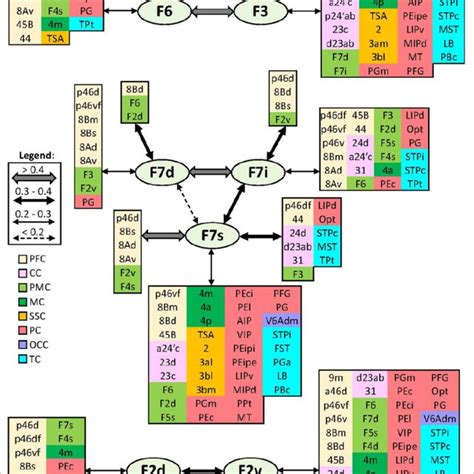 Schematic Summary Of The Functional Connectivity Analysis Between